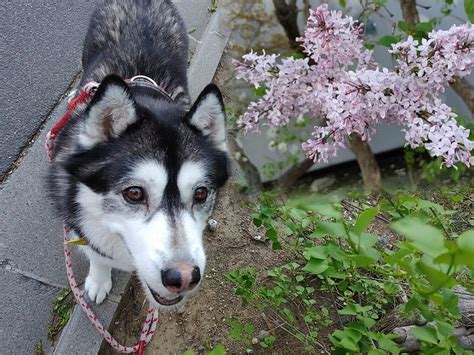 ラッキーライラック