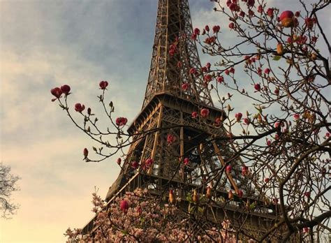Best Spots To See Lovely Cherry Blossoms In Paris