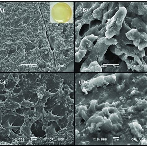Macro Morphological Structure Embedded Image Sem Analysis Of A B Download Scientific