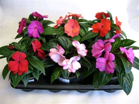 ბალზამინი ნიუ გინეა Geobotanic