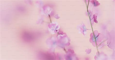 ピンクの背景にピンクの花のぼやけた写真の写真 Unsplashの画像