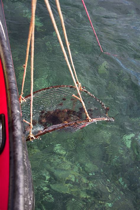 Development And Testing Of Passive Trapping Technology For The