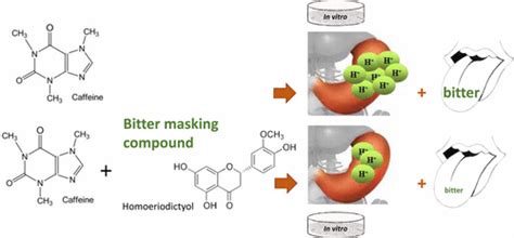 通过调节人胃壁细胞中质子分泌调节苦味化合物的特性 Journal Of Agricultural And Food Chemistry X Mol