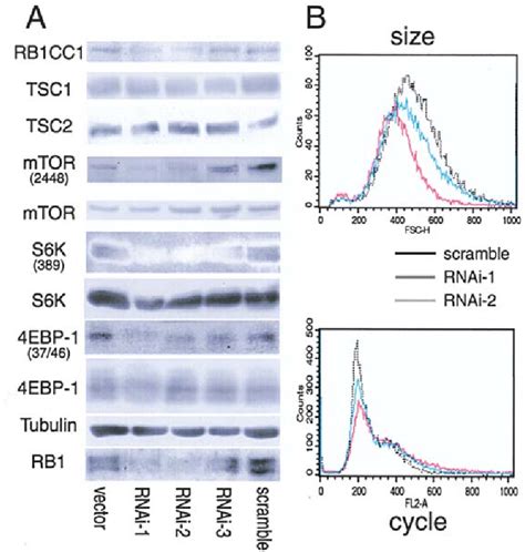Figure From Neuromuscular Abundance Of Rb Cc Contributes To The