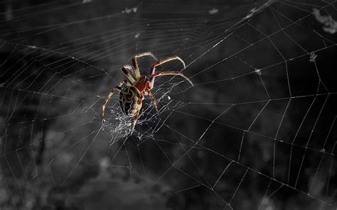 Spider Web 1080p 2k 4k 5k Hd Wallpapers Free Download Wallpaper Flare