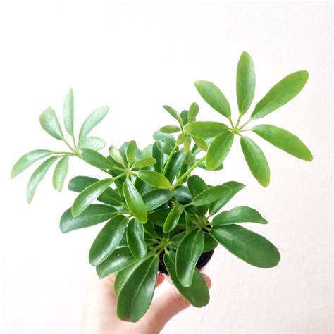 Schefflera Luseana Tropicarium