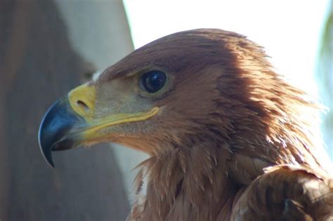 Buenas noticias sobre el águila imperial ibérica