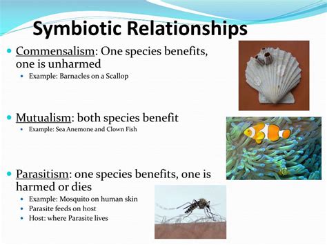 Symbiotic Relationship Chart