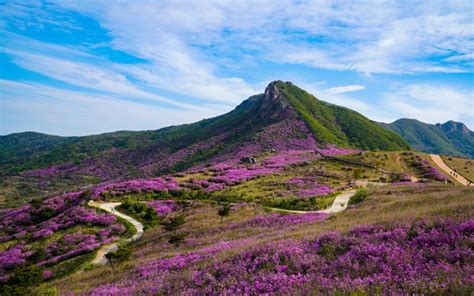 철쭉꽃 Images Browse 480 Stock Photos Vectors and Video Adobe Stock