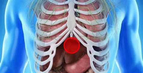 Xiphoid Process Ribs Xiphoid Process Ribs