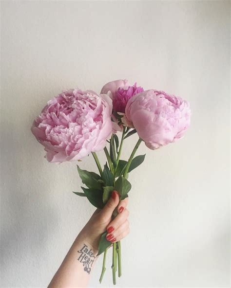 Aster Doe Home Facebook