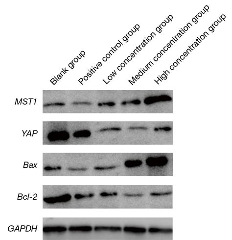 Effect Of Taurine On The Proliferation Apoptosis And Mst1 Hippo