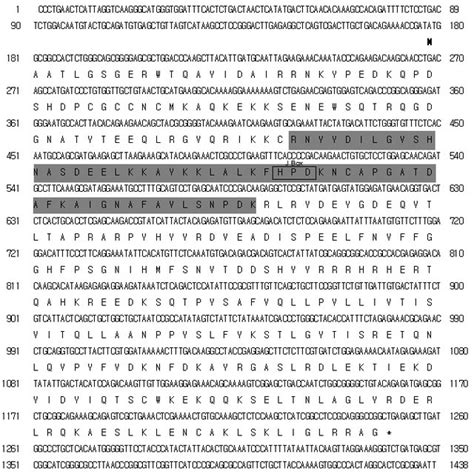 The Nucleotide And Deduced Amino Acid Sequence Of Rat Dnajc18 Cdna The