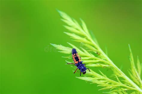 Ladybug Larvae In Natural State Stock Image Image Of Natural Macro