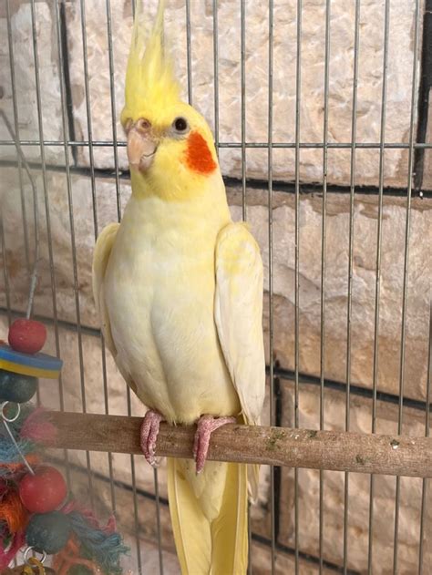 ببغاء كوكتيل