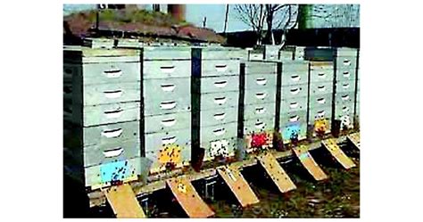 Пчелите се чувстват добре и дават повече мед в алпийския кошер Български Фермер