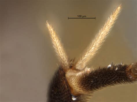 Diadegma Species Waspweb