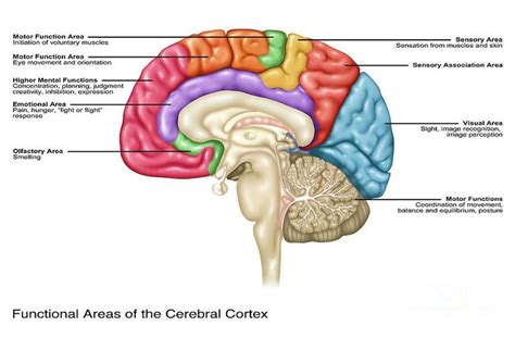 Cerebral Cortex Functions Simply Psychology Cerebral Cortex