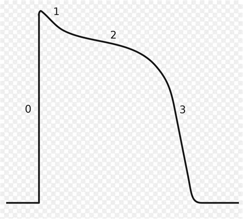 心室动作电位人心脏png图片素材下载图片编号1834817 Png素材网