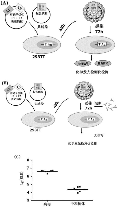 Hpv Pseudovirus Kit Thereof And Method For Detecting Hpv Neutralizing