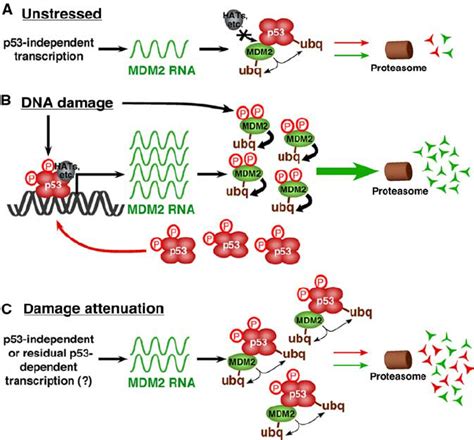 A Model For Regulated Mdm2 Destabilization In Dna Damaged Cells A