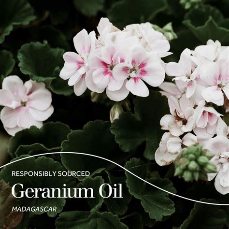 Cpl Aromas On Linkedin Cplaromas Responsiblysourced Ingredients