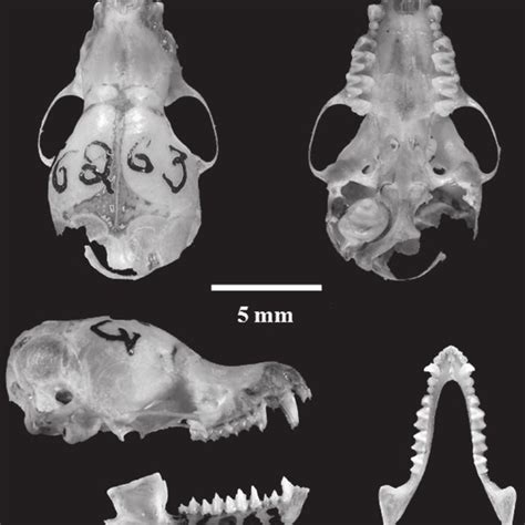 Dorsal Ventral And Lateral Views Of The Cranium And Dorsal And Lateral
