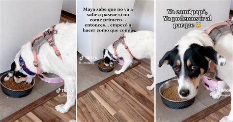 Tiktok Viral Perrita Finge Comer Sus Croquetas Para Que Su Dueño La