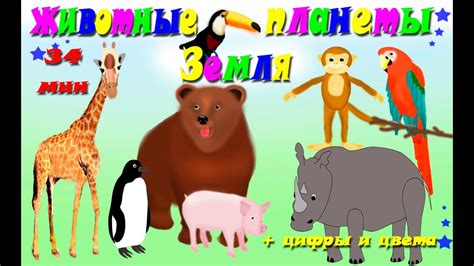 Сборник Животные планеты земля. Изучение цифр и цвета. Развивающие ...