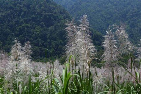 Bunga Tebu Gajah Hiasan Dinding Isi 10 Tangkai Prikat Lazada Indonesia