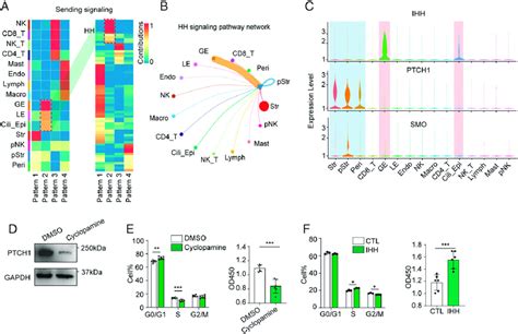 The Role Of Ihh In The Growth Of The Endometrium A Heatmap Of The