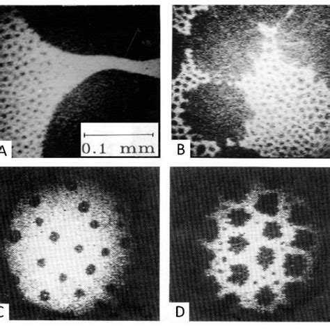 Fluorescence Microscopy Of A Langmuir Film From Dp Nbd Pe At Different Download Scientific