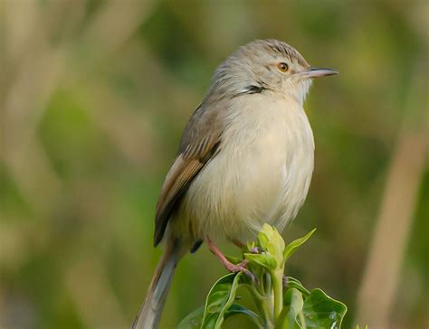 Plain Prinia Unveiling The Wonders Of This Unique Bird Species The Worlds Rarest Birds