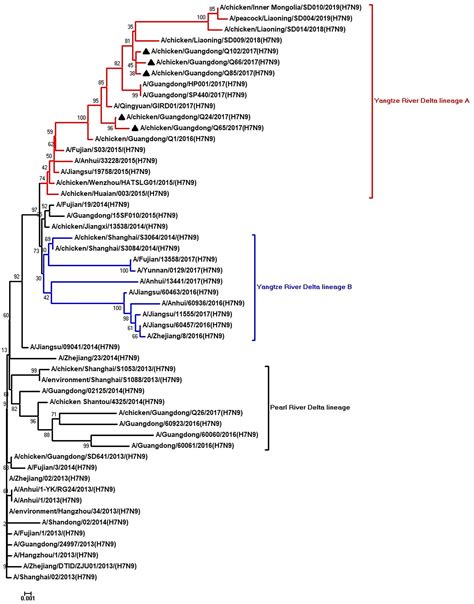 Frontiers Genetic Characterization And Pathogenicity Of H7n9 Highly Pathogenic Avian Influenza