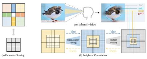 Cvpr 2024 大核卷积杀回来了！101x101大核！pelk：周围卷积的高效大核卷积网络 知乎