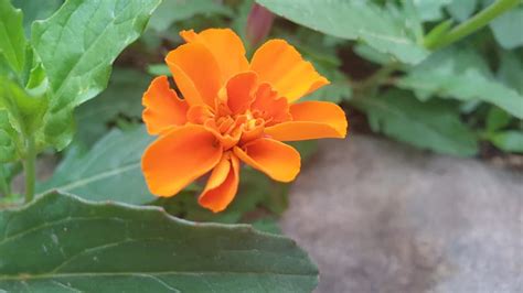 지 알아서 피는 메리골드 작년봄에 시골집 화단에 메리골드를 자연예술치유 플랫폼 토마스농장