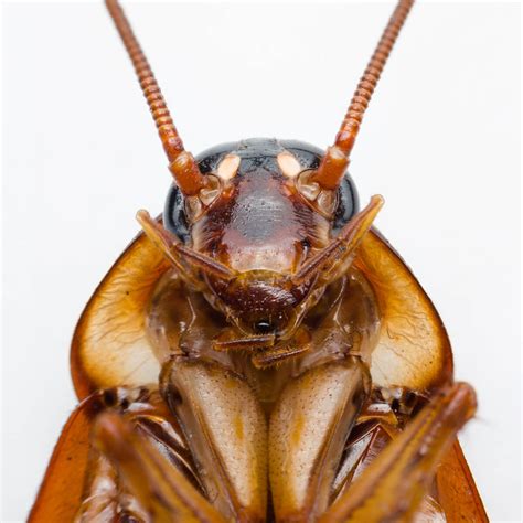 13 Facts About The Australian Cockroach Fantastic Pest Control