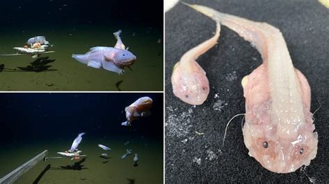 Worlds Deepest Fish Found Off Coast Of Japan Engoo Daily News