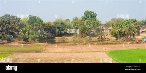 Panoramic Village Landscape View In Sunset Sunlight Burdwan West Bengal India South Asia