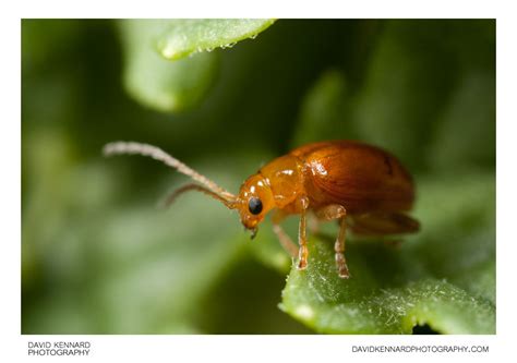 Tansy Ragwort Flea Beetle Longitarsus Jacobaeae L · David Kennard