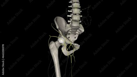 Vidéo Stock Components Of The Lymphatic System Include Lymph Lymphatic