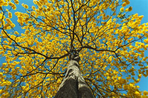 Low Angle Photography Of Brown Tree Photo Free San Joaquín De Flores Image On Unsplash