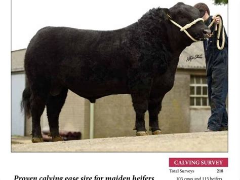 Aberdeen Angus Calves Ai Bred For Sale In Co Antrim For £0 On Donedeal