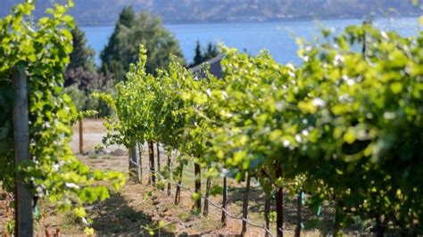 Lake Chelan Wine Valley Celebrates 15 Years Of Ava Designation Sip Magazine