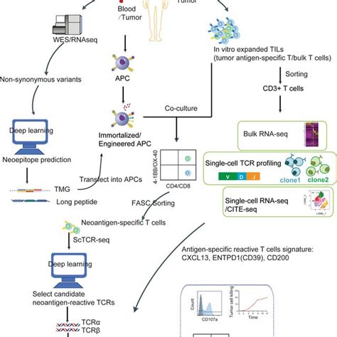 Schematic Overview And Validation Of Neoantigen And Cognate Tcr