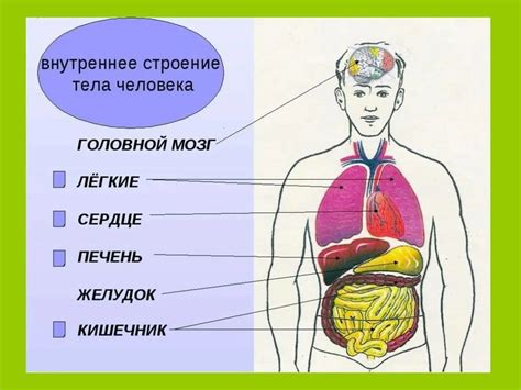 Распечатать строение тела человека
