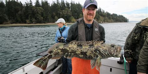 Puget Sound Lingcod For Dna Sampling 3 31 2017 Adventure Charters