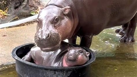 Cheeky Moo Deng Adorably Blocks Moms Snack Time