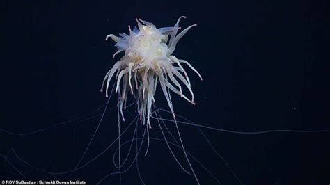20 Never Before Seen Species Discovered In Underwater Mountain