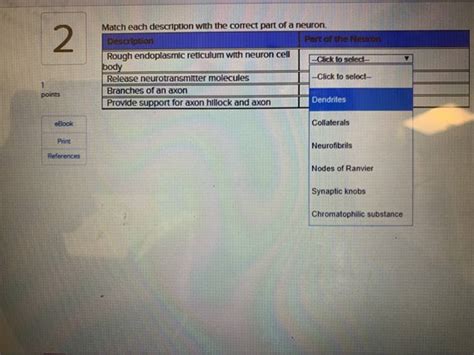 Solved Match Each Description With The Correct Part Of A Neuron